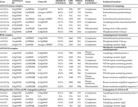 Detailed Information Of Autophagy Related Genes Atgs In Arabidopsis