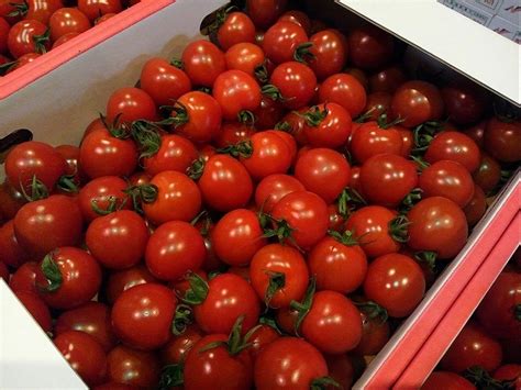 Yahooオークション 味の濃い 美味しい熊本産 ”ミニトマト”