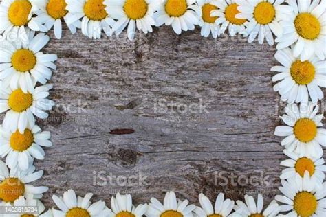 텍스트를위한 공간이있는 나무 배경에 카모마일 꽃의 배경 0명에 대한 스톡 사진 및 기타 이미지 0명 개화기 계절 Istock