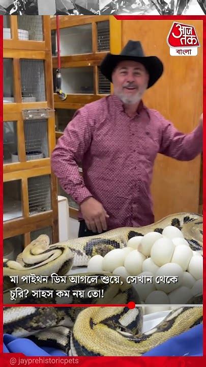 মা পাইথন ডিম আগলে শুয়ে সেখান থেকে চুরি সাহস কম নয় তো Viral Python