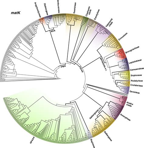 Complete Phylogenetic Tree Of Life