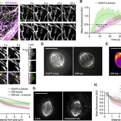 Augmin Mediated Mt Amplification Explains Most Of The Plus End