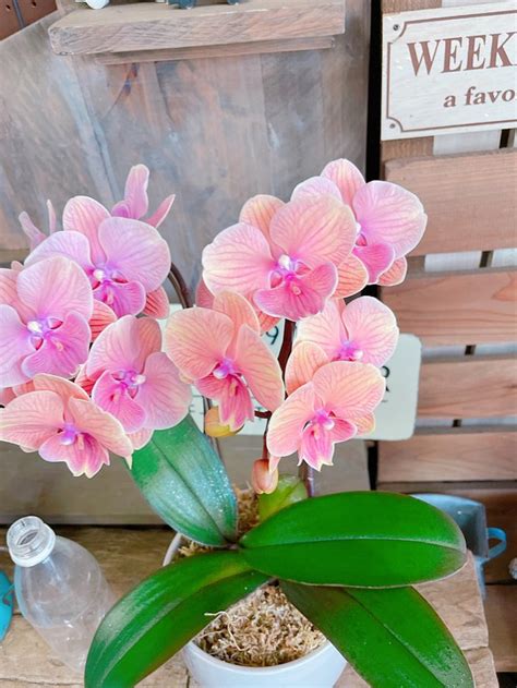 素敵なラン♡【オシャレなお色の胡蝶蘭】オレンジシャトー♪贈り物やプレゼントにも♪コチョウラン陶器鉢 その他インテリア雑貨 雅楽 うた 通販