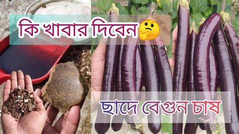 ছাদে বেগুন চাষ পদ্ধতিপ্রচুর বেগুন ধরবে ইনশাআল্লাহ যদি এই পদ্ধতি গুলো