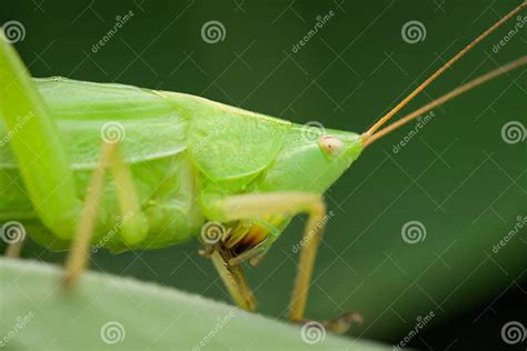 Portrait Of A Cone Headed Grasshopper Sitting Stock Image Image Of