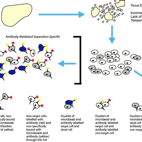 Diagrams Showing The Common Methods Used For Magnetic Cell Separation