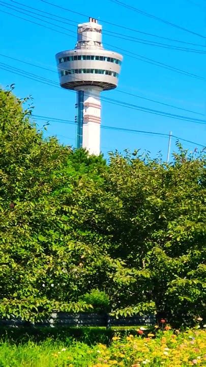 노란 백일홍 구리애서 Youtube