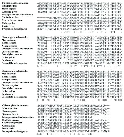 Multiple Alignments Of Uchl1 Amino Acid Sequences Of 10 Species