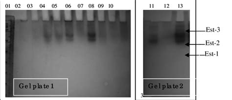 Esterase Banding Pattern Of Different Developmental Stages Of G