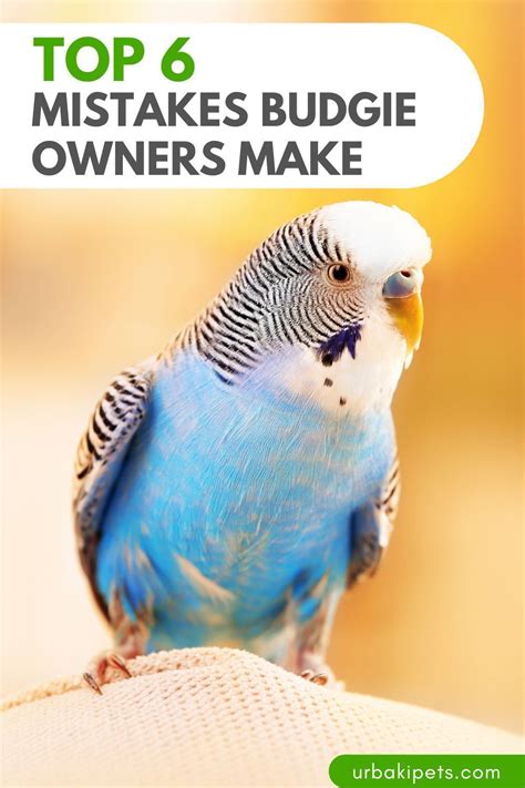6 Mistakes That Parakeet Owners Commonly Make Artofit