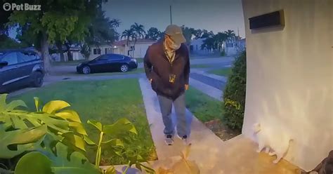 Doorbell Cam Catches Delivery Guy In Purr Fect ‘interaction With Cat