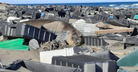 Los Barcos Pesqueros Convierten Las Playas En Un Basural A Cielo