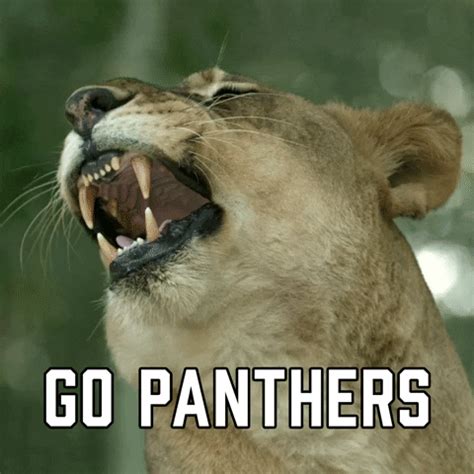 Panthers Won Gifs Get The Best On Giphy