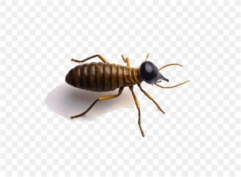 Ant Cockroach Insect Desktop Wallpaper Png 850x624px Ant Arthropod