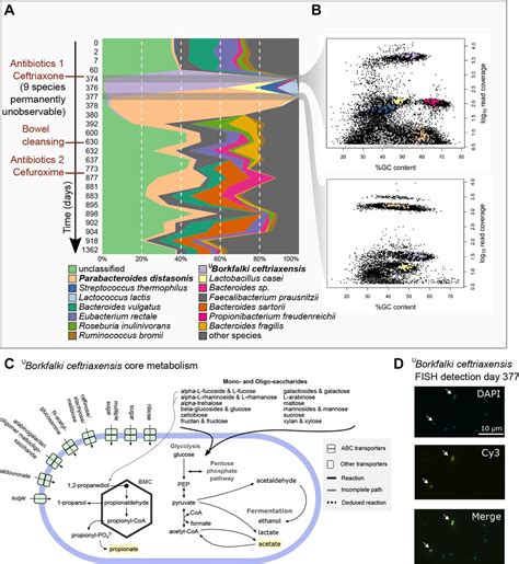 Antibiotics Induced Monodominance Of A Novel Gut Bacterial Order Gut