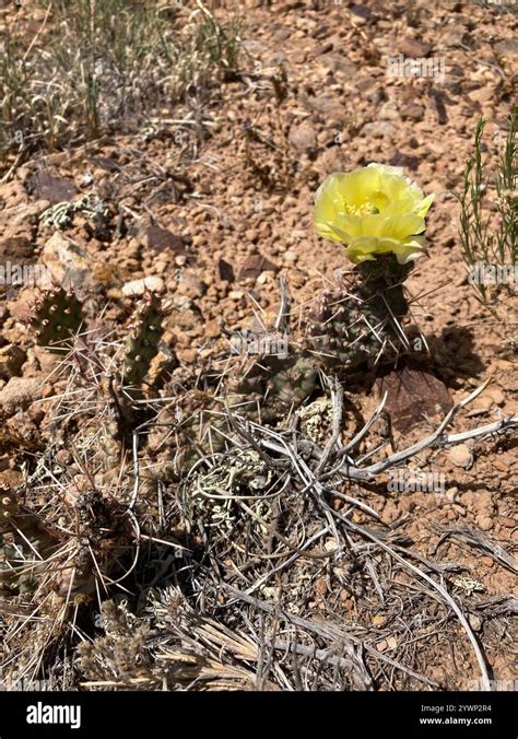 Brittle Pricklypear Opuntia Fragilis Stock Photo Alamy
