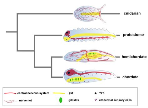 Insights Into Early Nervous System Evolution Observer Voice