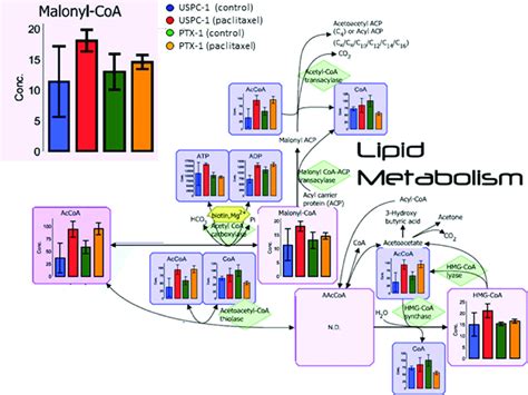 Lipid Metabolism Analysis After Treatment With Paclitaxel In Uterine