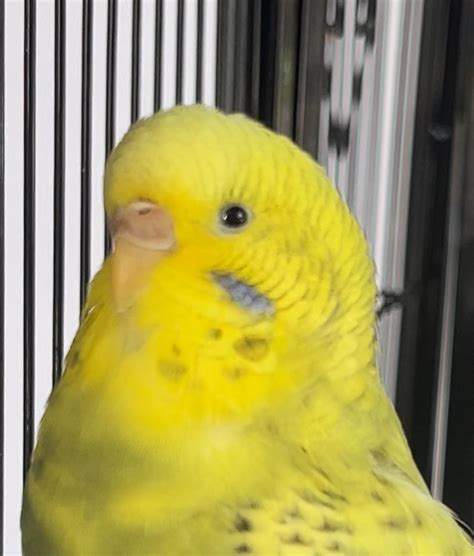 Im Creating A Budgie Faq For New Owners What Are Some Of The Most