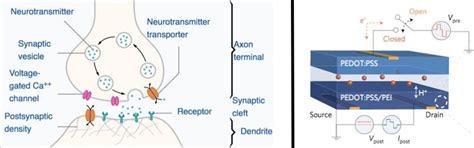 An Ultra Low Power Artificial Synapse For Neural Network Computing Lifeboat News The Blog