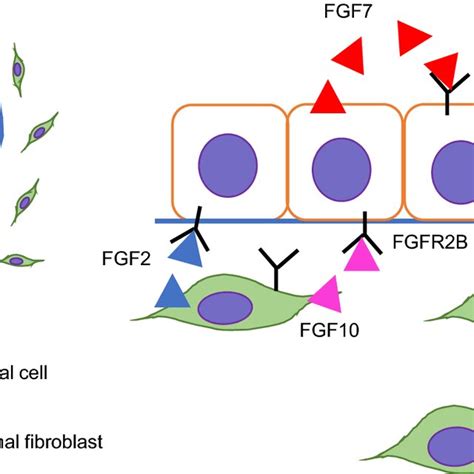 Schematic images of TGFβ signaling during salivary gland development Download Scientific Diagram