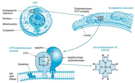 Lecture 51 Metabolism Metabolic Pathways Phase I And Ii Flashcards Quizlet