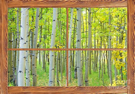 Aspen Tree Forest Autumn Picture Window Frame View Photograph By James