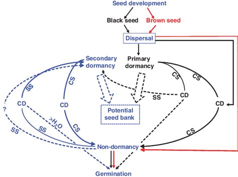 Conceptual Model Of The Dynamics Of Seed Dormancy And Germination Of
