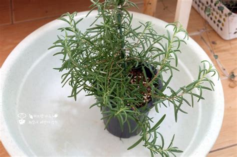 로즈마리 키우기 추가 물꽂이 하기 네이버 블로그
