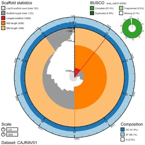 Genome Assembly Of Caprimulgus Europaeus BCapEur3 1 Metrics The