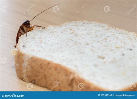 Close Up Of Cockroach On A Whole Wheat Bread Stock Image Image Of