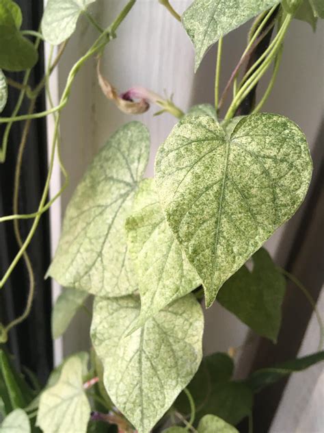 Whats Happening To My Morning Glory Plant R Plant