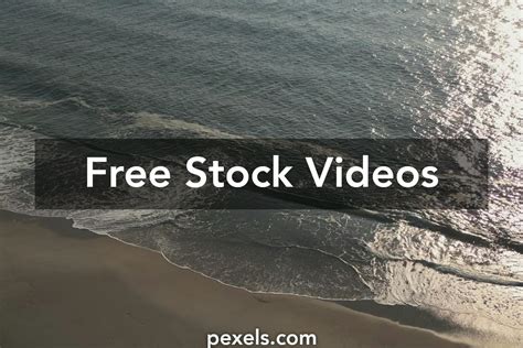 Mating Dog Videos Download The Best Free 4k Stock Video Footage