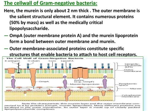 Introduction To Bacteria Structure And Function PPTX Genetics Science