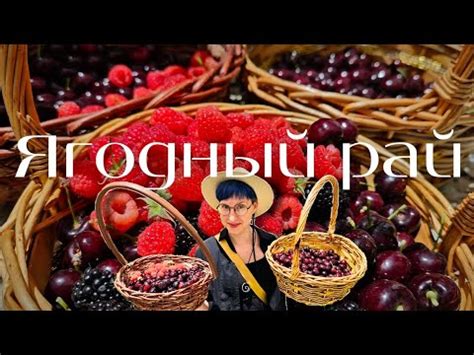 Израиль: Едем собирать Черешню! - YouTube