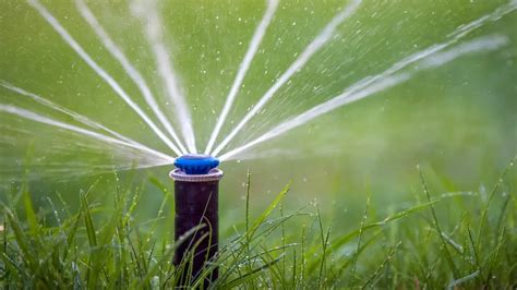 Mastering The Art Of Italian Cypress Fertilizer A Guide