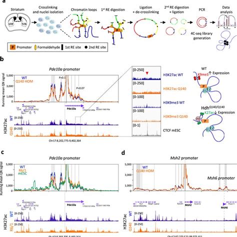 The Hd Mutation Induces Disease Locus Specific Alterations Of Chromatin