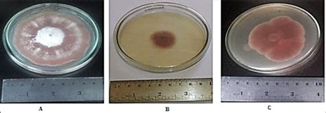 Inhibitory Effect Against Fusarium Oxysporum Acontrol Bbacillus
