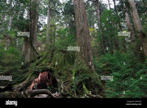 The Wilson Stump A Japanese Sugi Pine Cryptomeria Which Was Cut By
