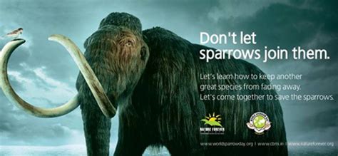 Celebrate World Sparrow Day On March 20th And Help Save A Species