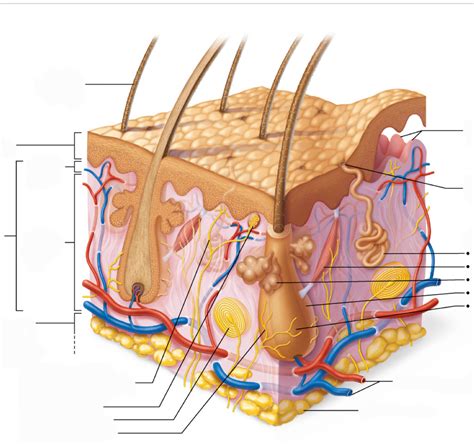 Diagram Of Lab Quiz Integumentary System Quizlet