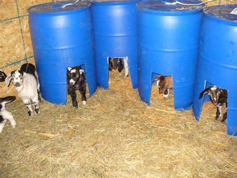 These Would Make Great Creep Feeders As Well As Safe Place To Get Out
