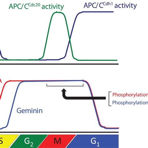Relationships Between The Protein Levels Of Aurora A And Geminin And