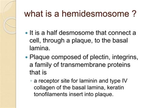 Medical Significance Of Hemidesmosomes Pptx Skin And Dermatology