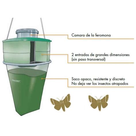 Oruga Procesionaria Picadura Tratamiento Depredadores Y Más