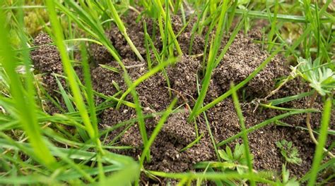 Ants In Yard Infestation Ghost Ant Control How To Get Rid Of Ghost Ants Solutions Pest Lawn