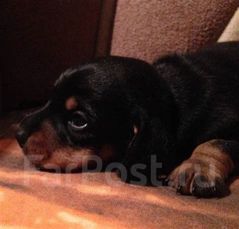 Такса миниатюрная Собаки во Владивостоке