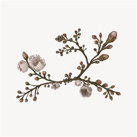 Sakura Tree Branch Botanical Collage Premium Psd Illustration Rawpixel