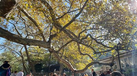 Inkaya Cinari 2025 All You Should Know Before You Go With Reviews