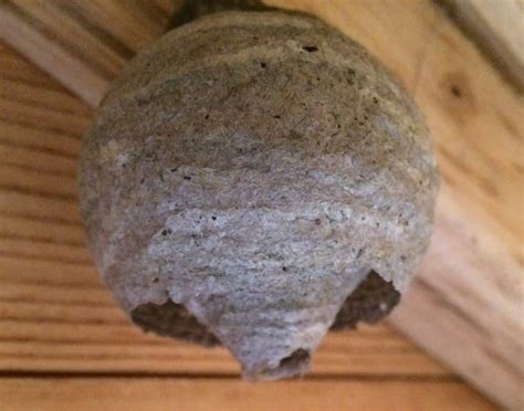 The Construction Of A Wasp Nest Andy Law Pest Control